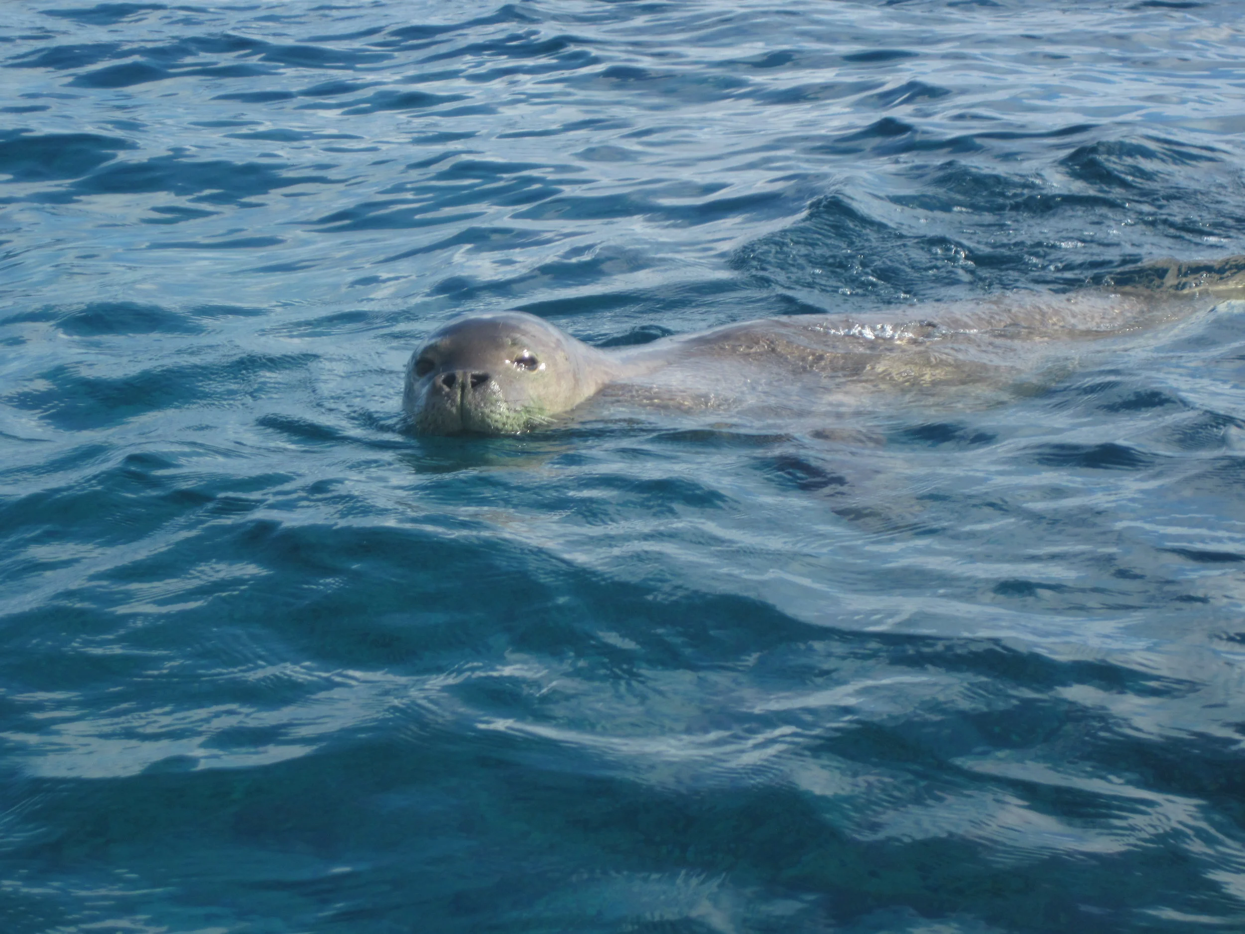 Oahu's Paddling Paradise: Exploring Hawaii's Waters through Kayaking ...