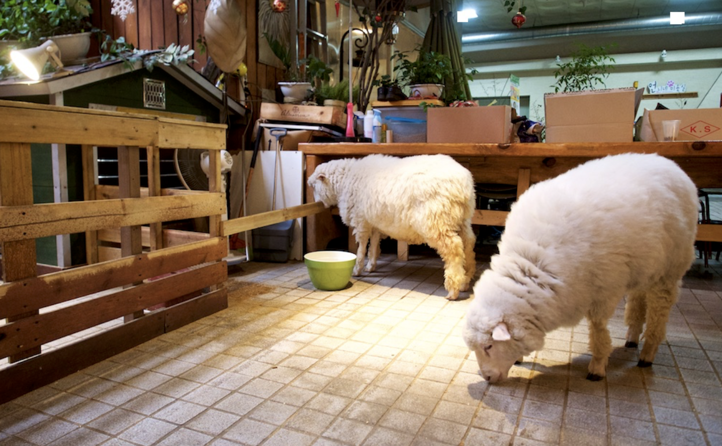ALL OF THE WEIRDEST ANIMAL CAFÉS IN SEOUL — DEWILDESALHAB武士