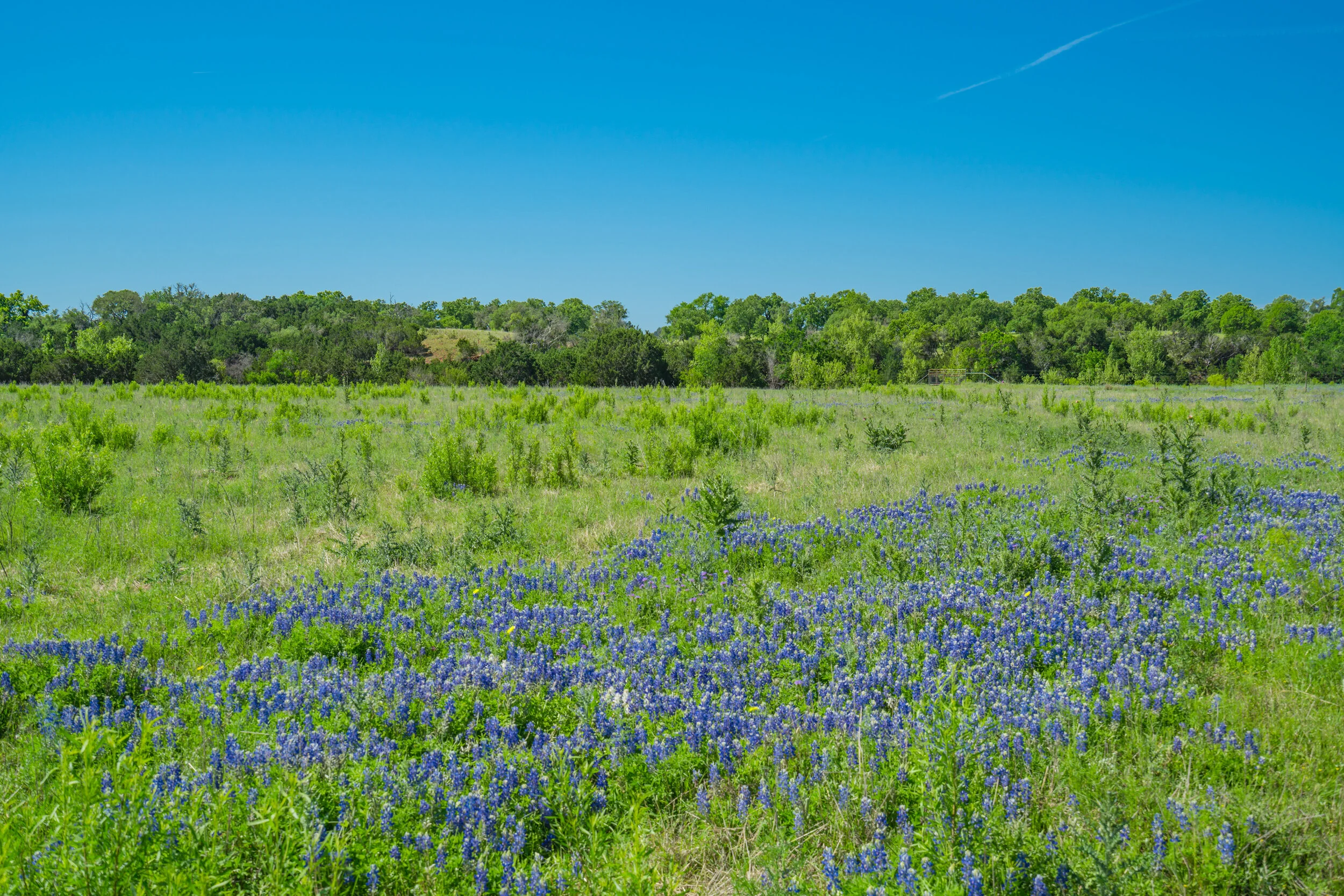 LIVE OAK RIDGE — Anders Ranch Realty