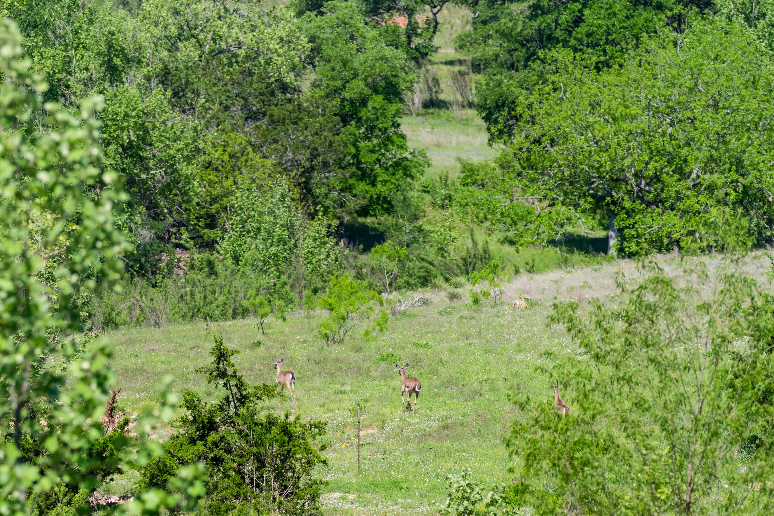 LIVE OAK RIDGE — Anders Ranch Realty