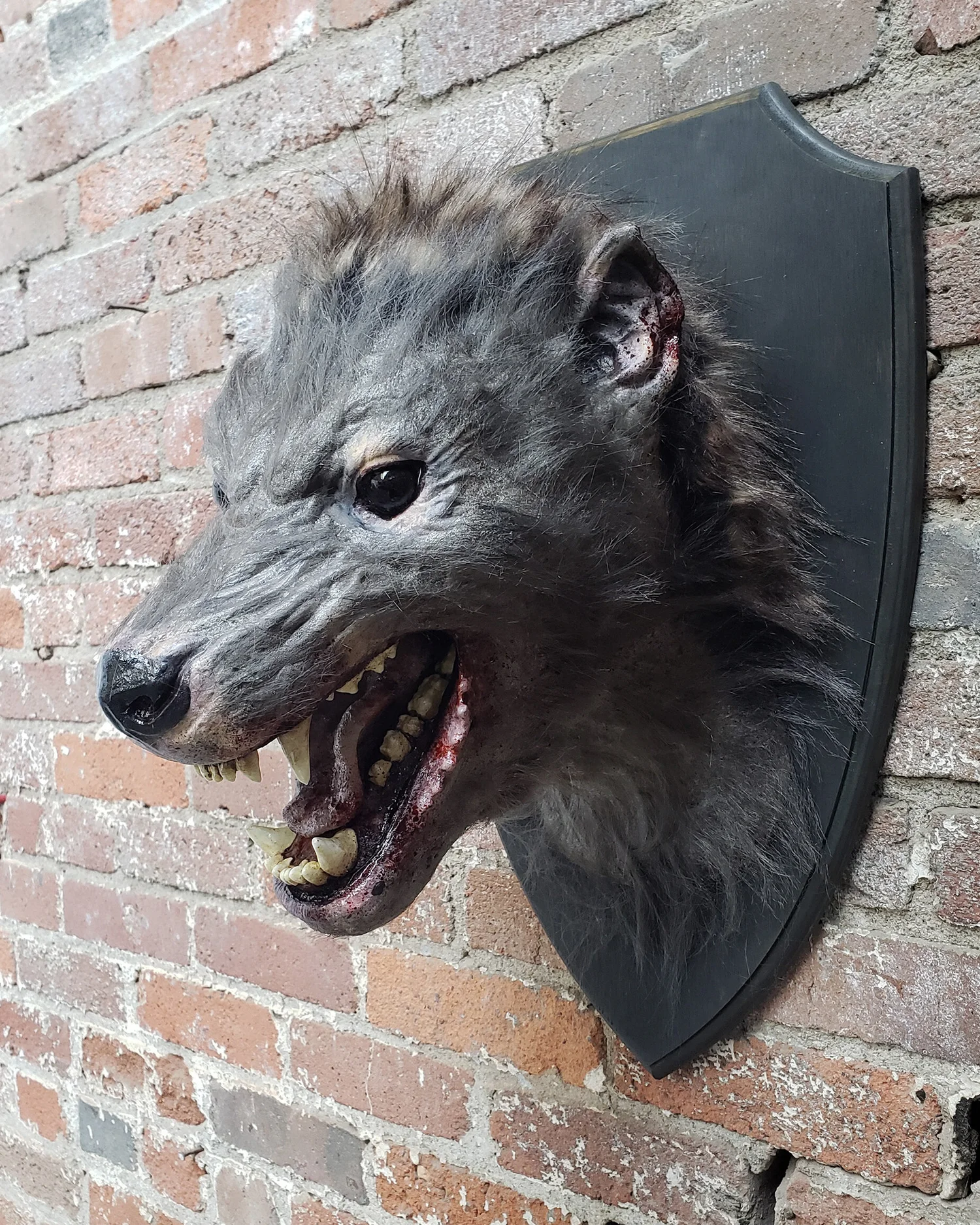 Mounted Wolf Head