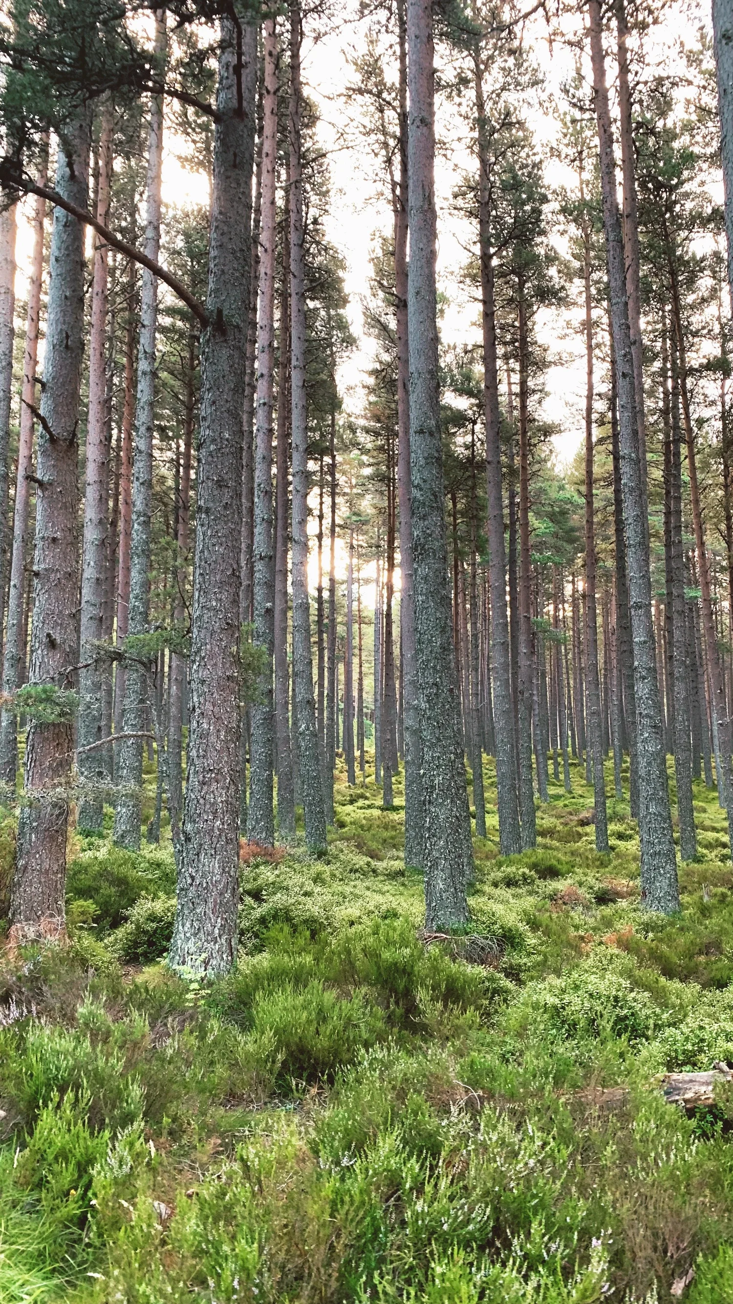 A complete guide to Scotland with kids — Eileen and Co