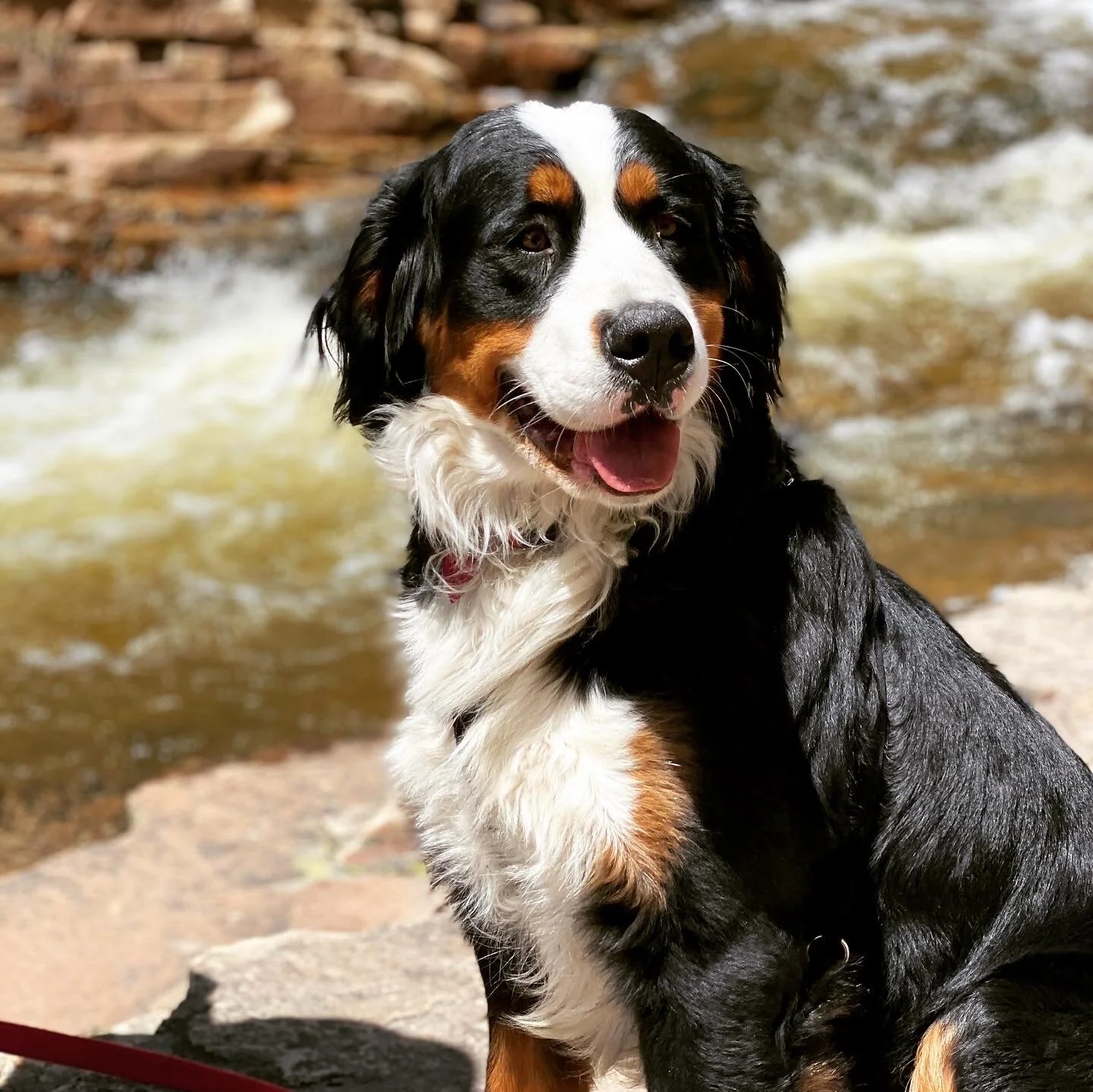 Our Bernedoodle Moms — Rocky Road Doodles