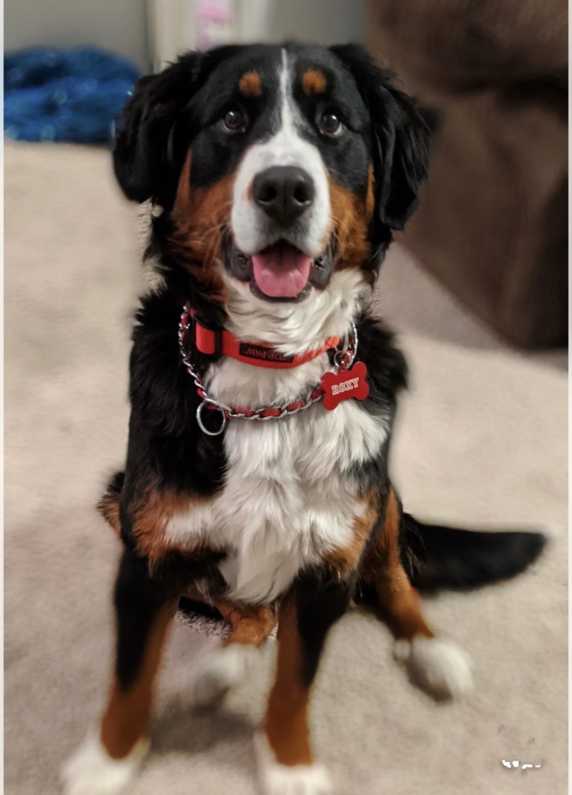 Our Bernedoodle Moms — Rocky Road Doodles