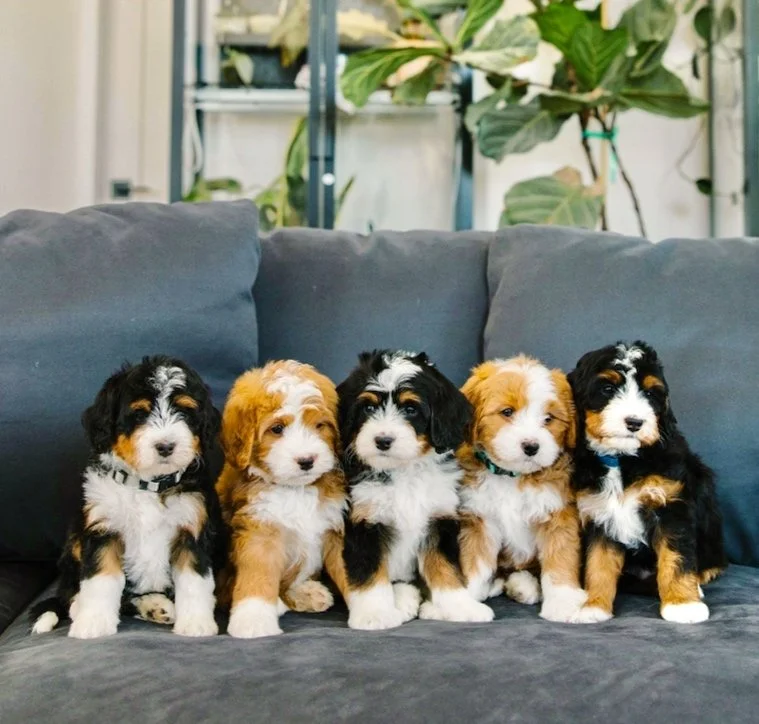 Bernedoodle & Cavapoo Puppies for Sale