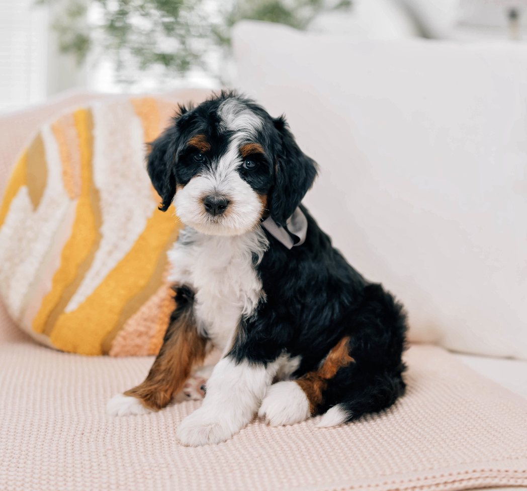 Current Bernedoodle Puppy Litters — Rocky Road Doodles
