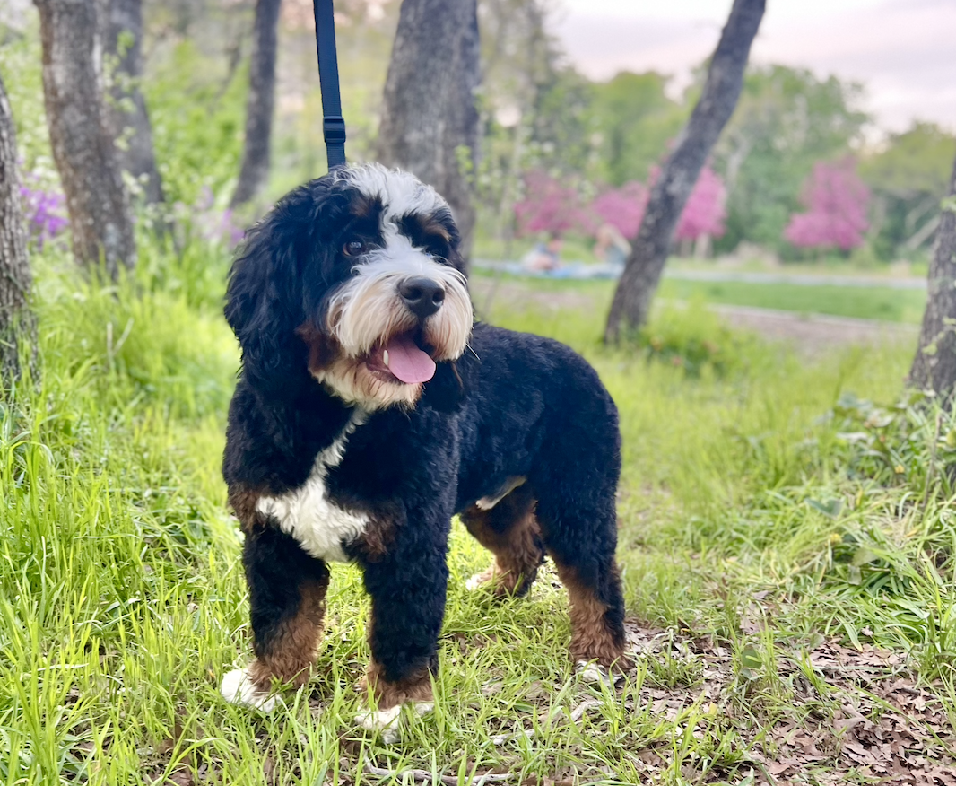 Mini Bernedoodle