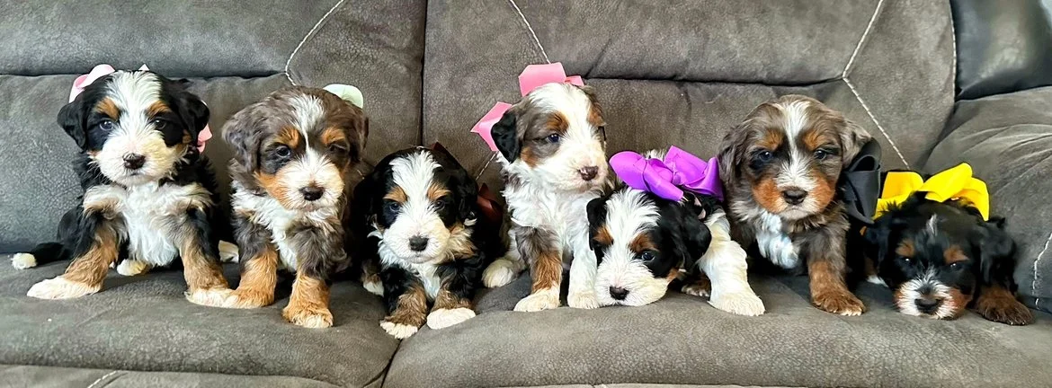 Current Bernedoodle Puppy Litters — Rocky Road Doodles