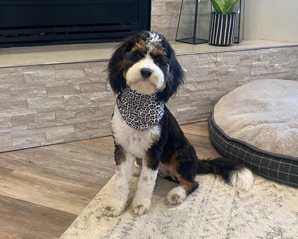 Our Bernedoodle Moms — Rocky Road Doodles