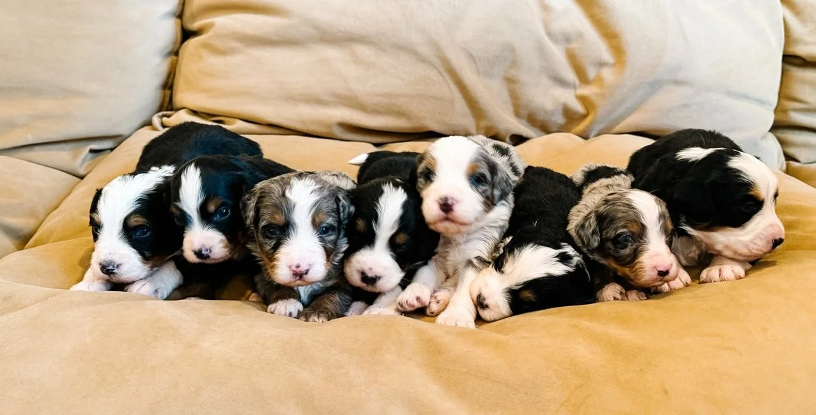 Current Bernedoodle Puppy Litters — Rocky Road Doodles