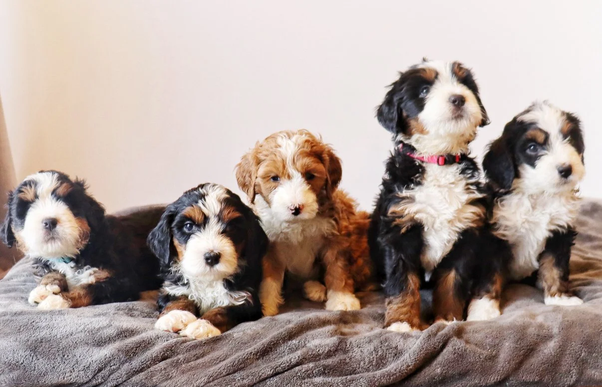Current Bernedoodle Puppy Litters — Rocky Road Doodles
