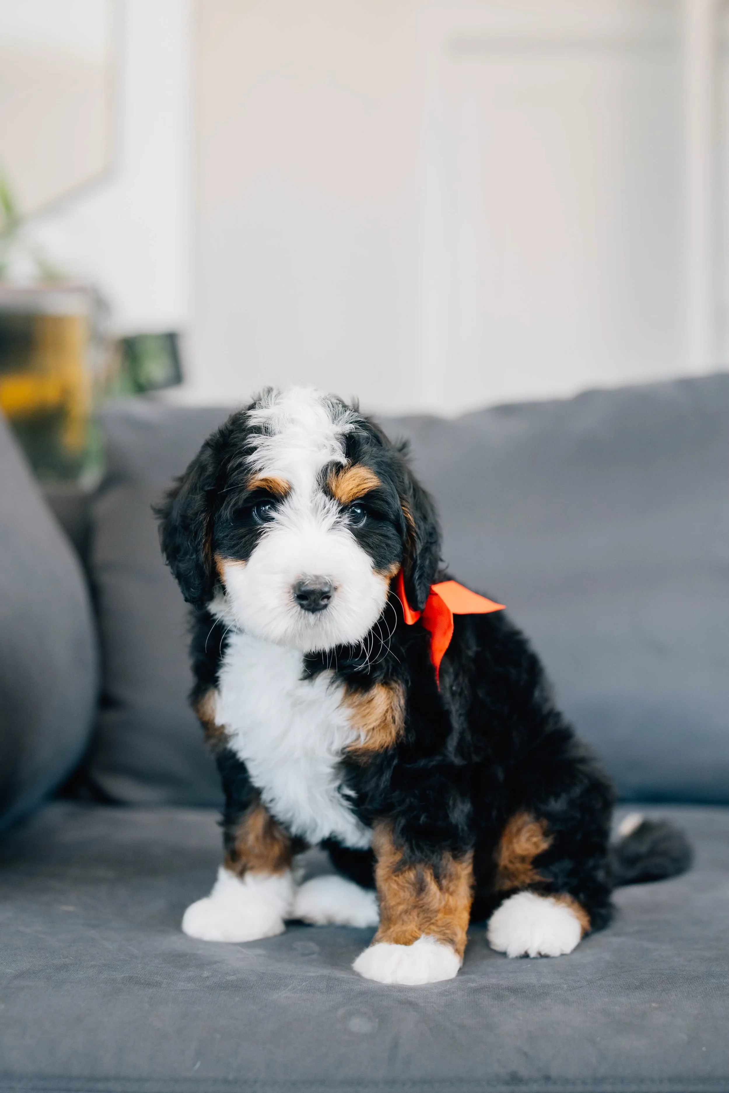 Current Bernedoodle Puppy Litters — Rocky Road Doodles