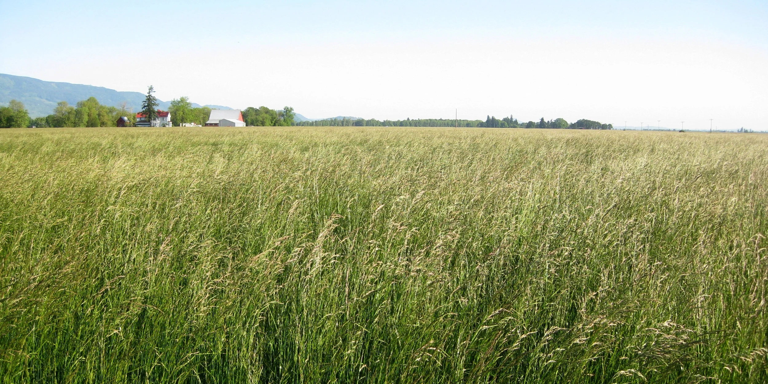 Annual Ryegrass — GS3 Quality Seed