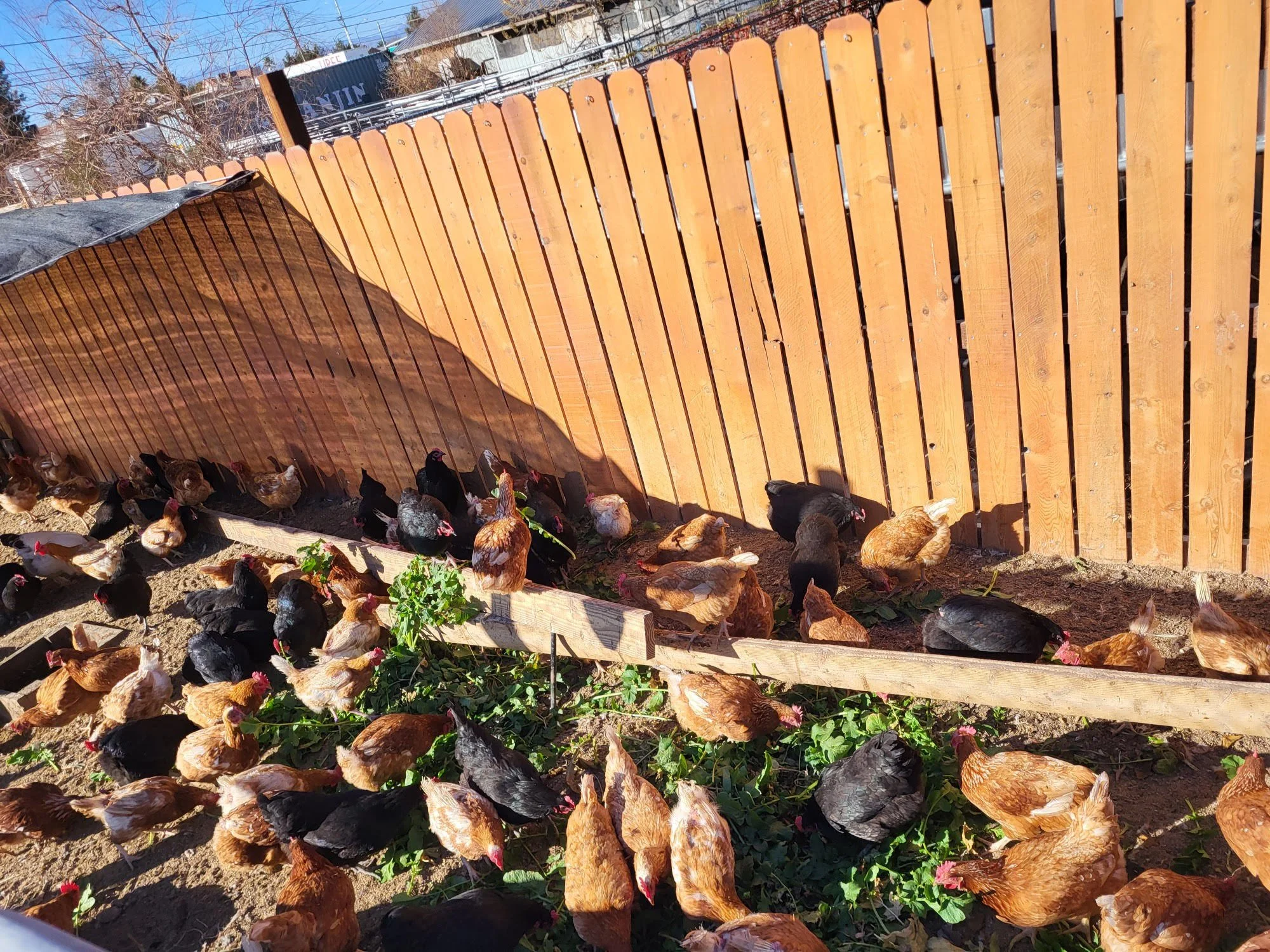 Cluck It Farm Las Vegas