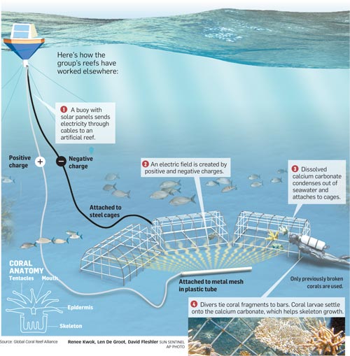Coral Reef Restoration Technology | Reefs for Life (EMA Method) — Reefs ...