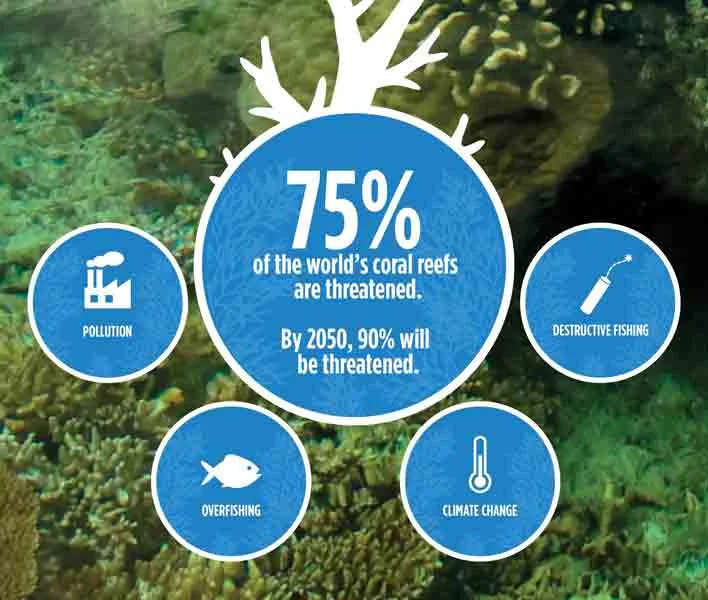 Protecting Reefs — Reefs for Life