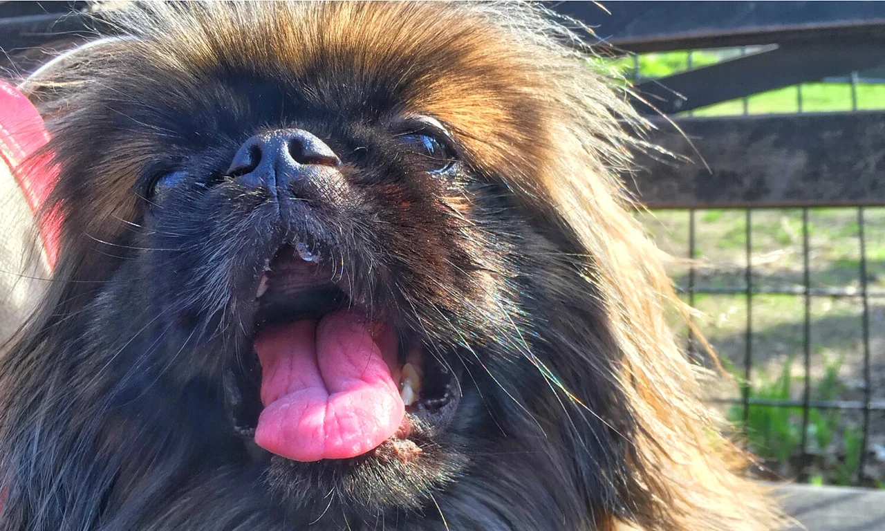 The Perfect Pooch NYC