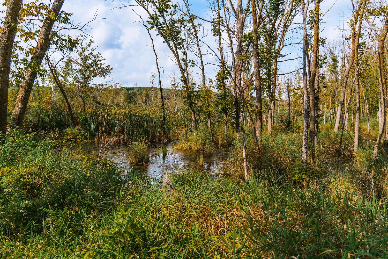 Hiking Near the Cities: Arcola Bluffs Day Use Area and William O’Brien ...