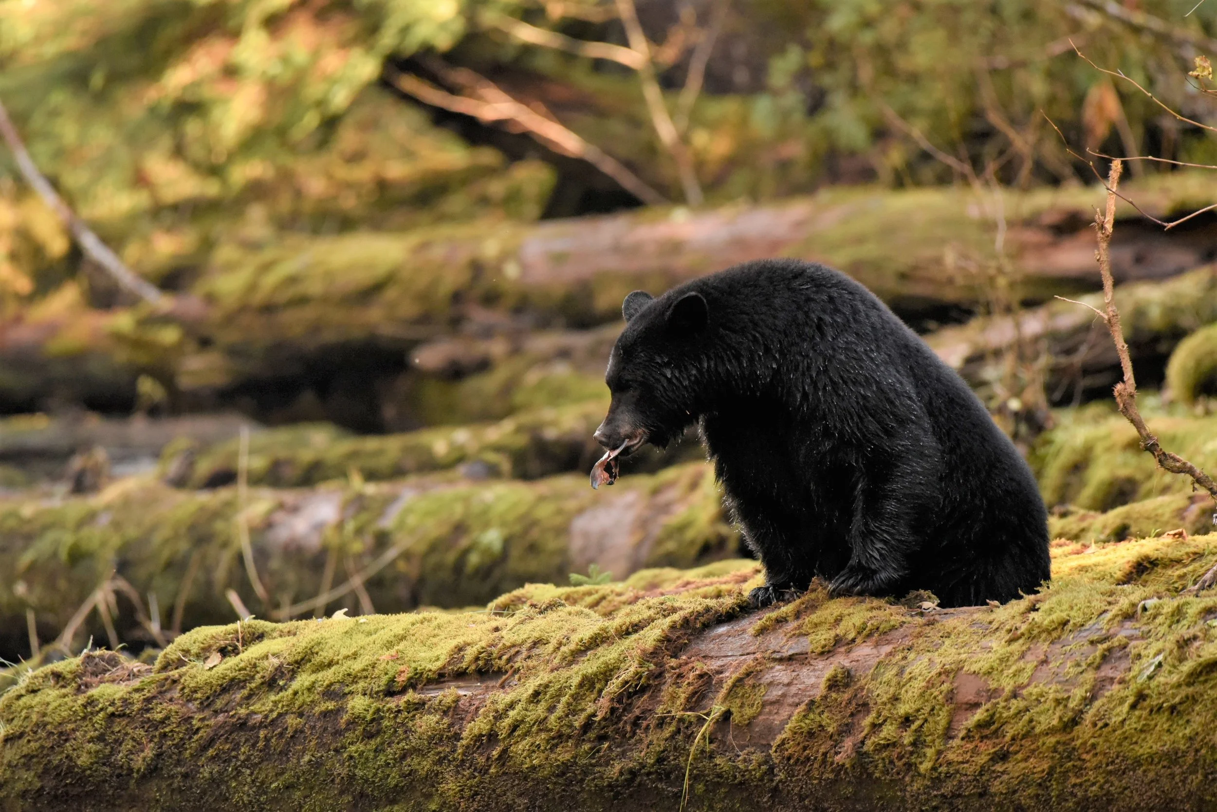 3 Amazing Bear Destinations — Wild And Exposed Podcast