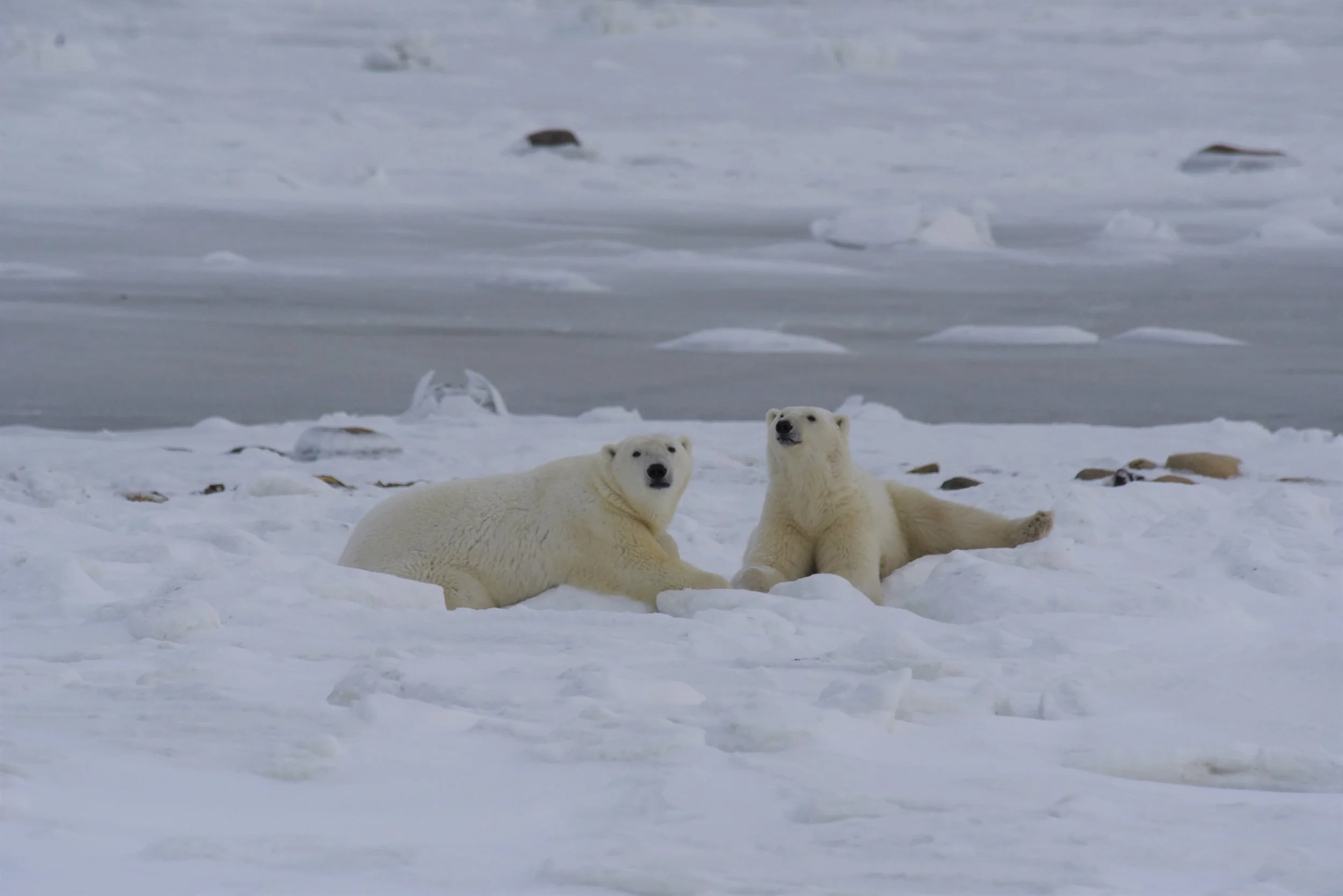 3 Amazing Bear Destinations — Wild And Exposed Podcast