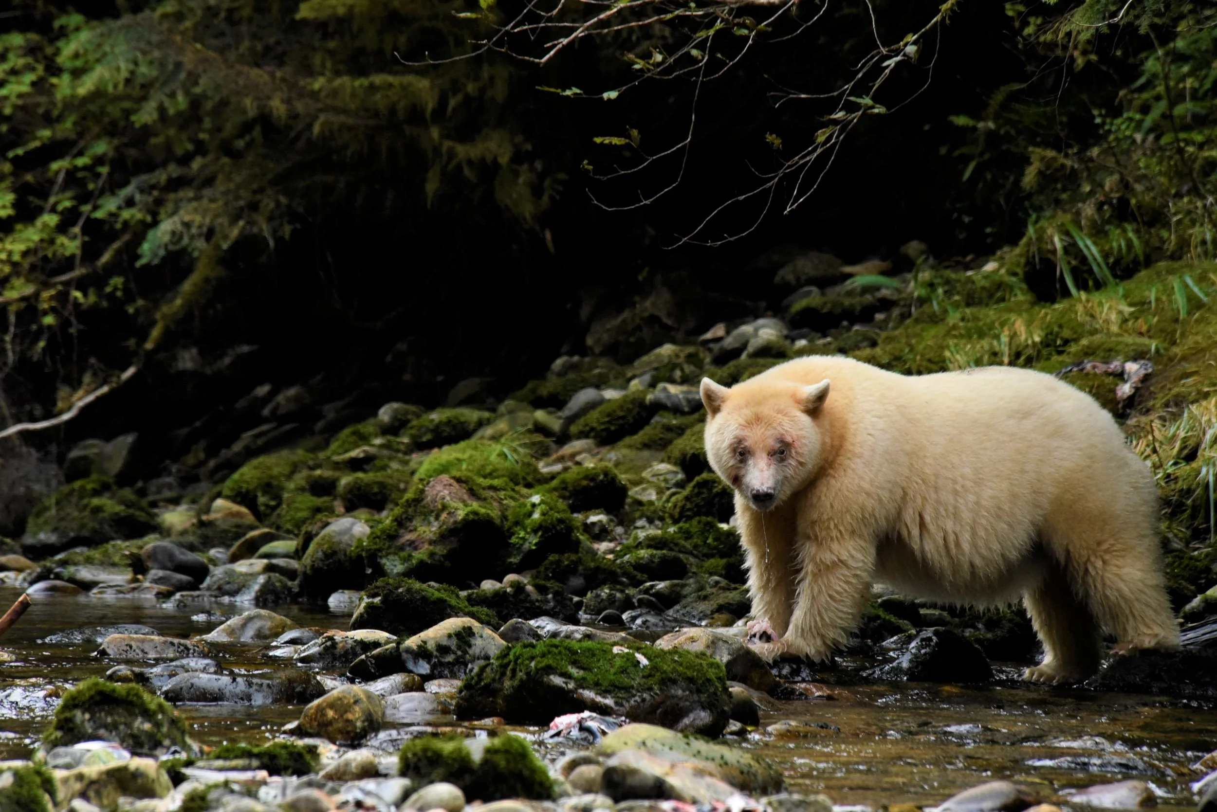 3 Amazing Bear Destinations — Wild And Exposed Podcast