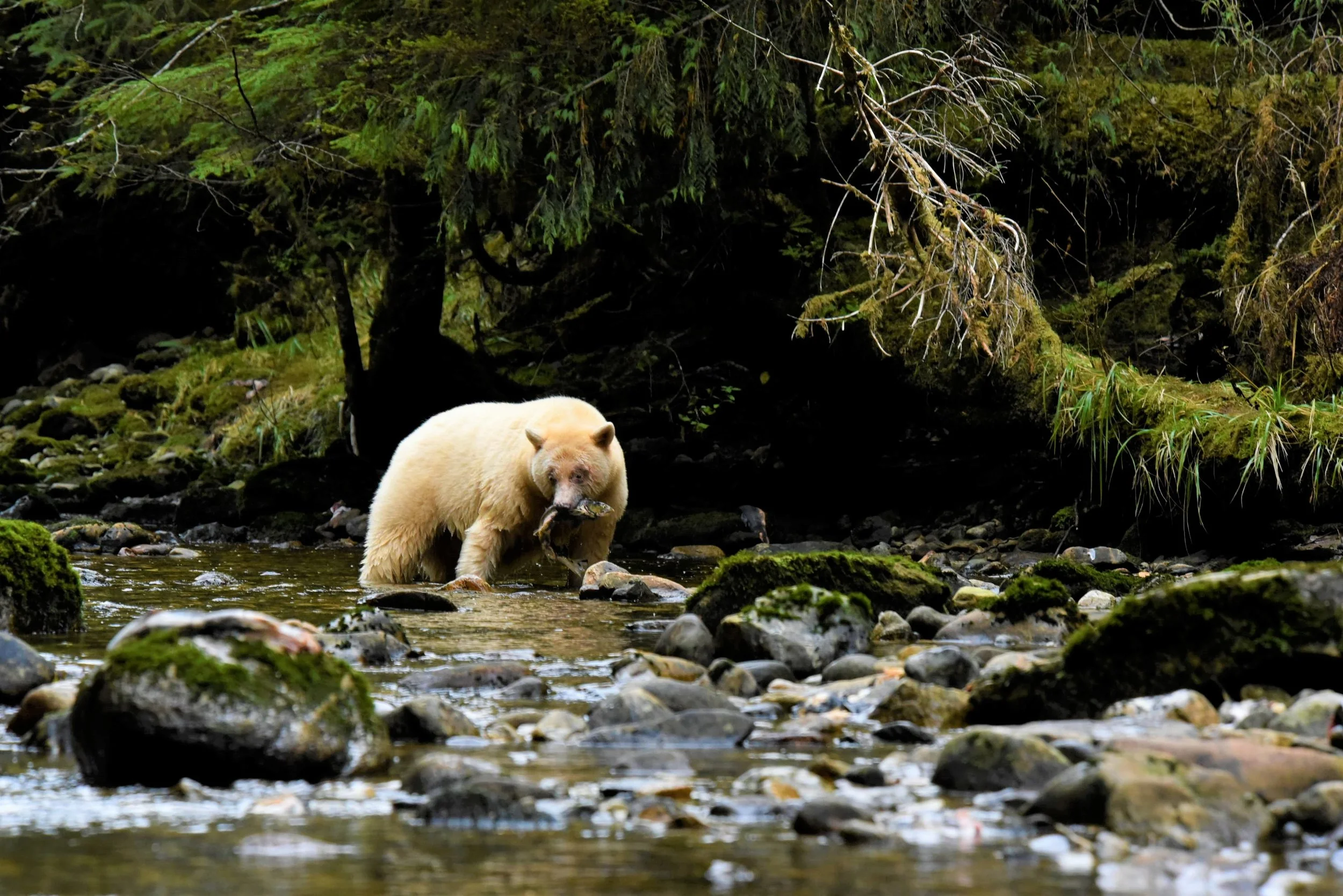 3 Amazing Bear Destinations — Wild And Exposed Podcast