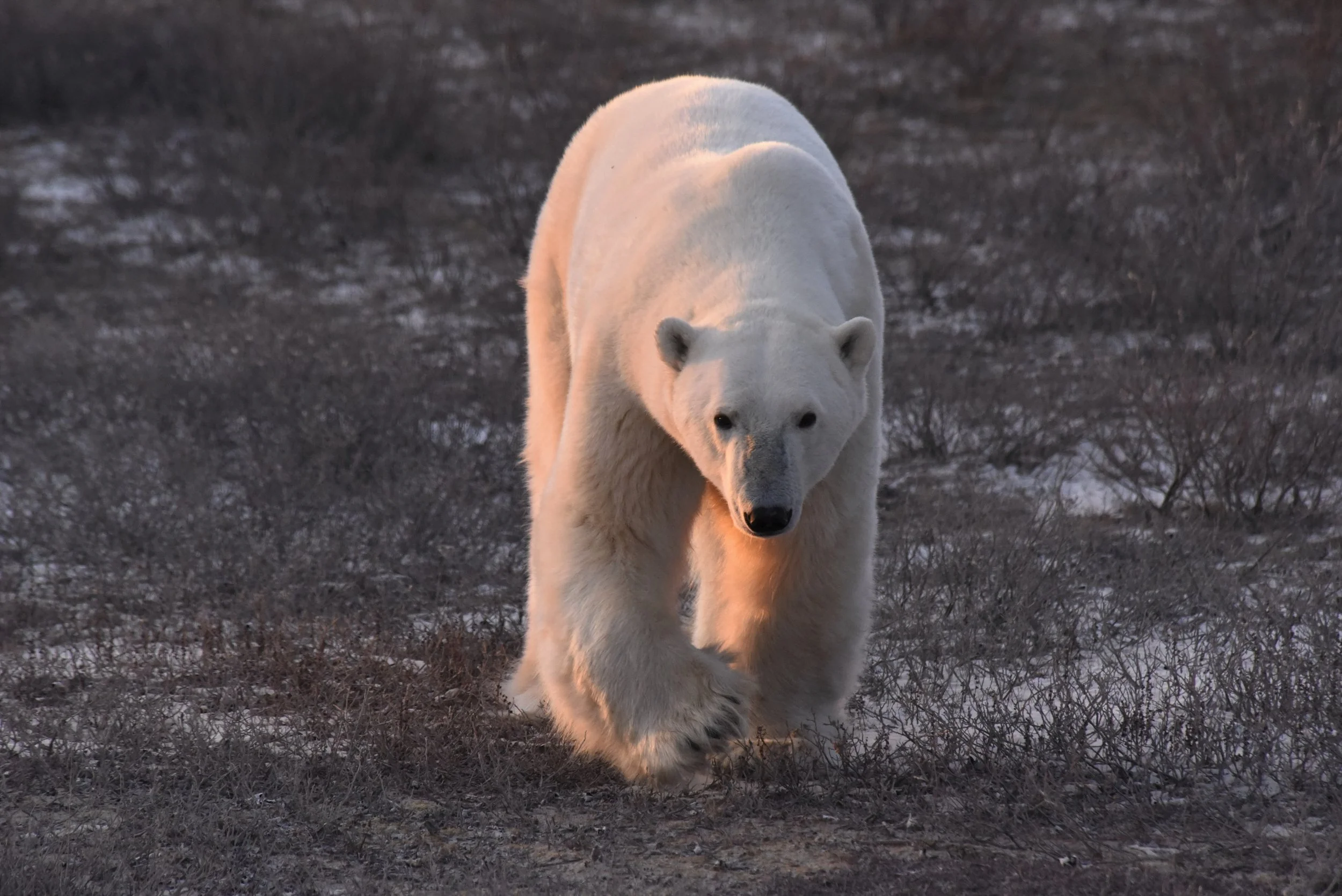 3 Amazing Bear Destinations — Wild And Exposed Podcast