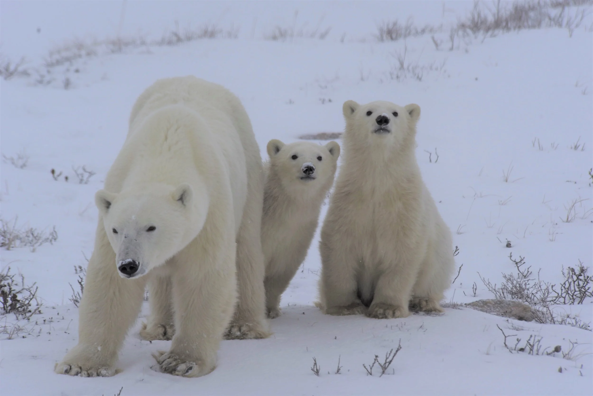 3 Amazing Bear Destinations — Wild And Exposed Podcast