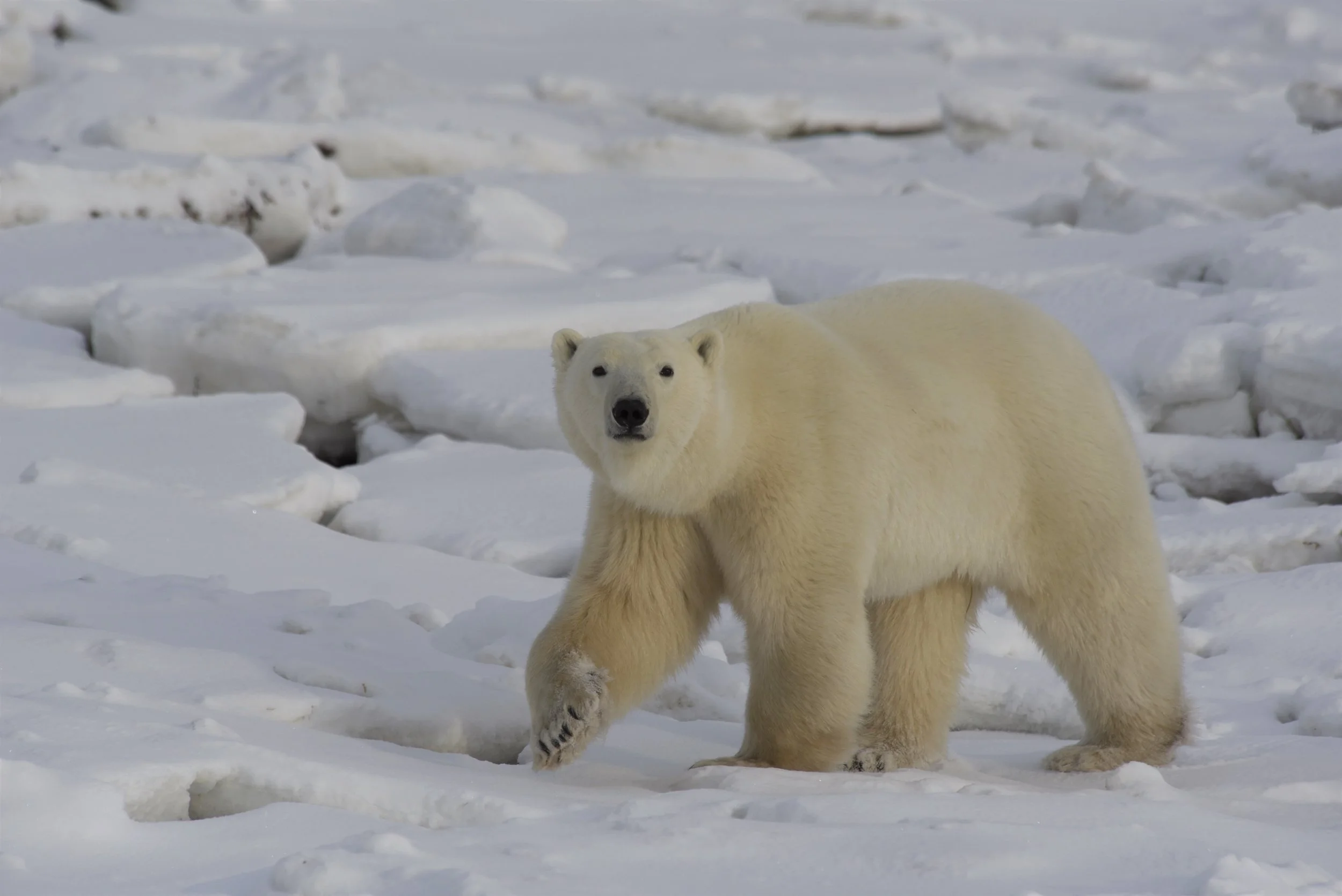 3 Amazing Bear Destinations — Wild And Exposed Podcast