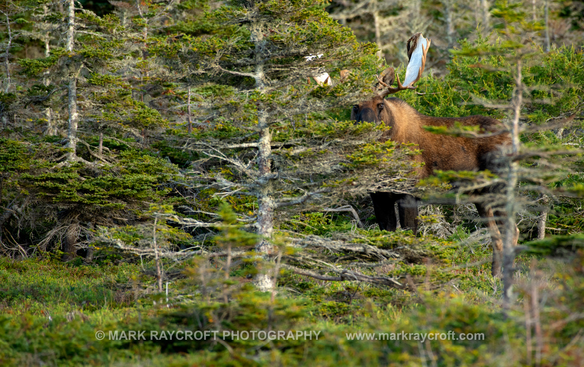 Mark's NEWFOUNDLAND Adventure — Wild And Exposed Podcast