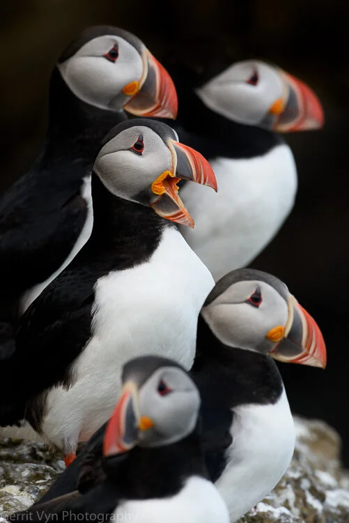Information Overload with Award Winning Avian Photographer, Gerrit Vyn ...