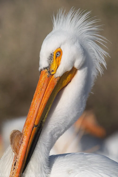 Information Overload with Award Winning Avian Photographer, Gerrit Vyn ...