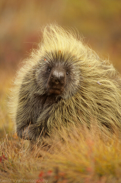 Information Overload with Award Winning Avian Photographer, Gerrit Vyn ...