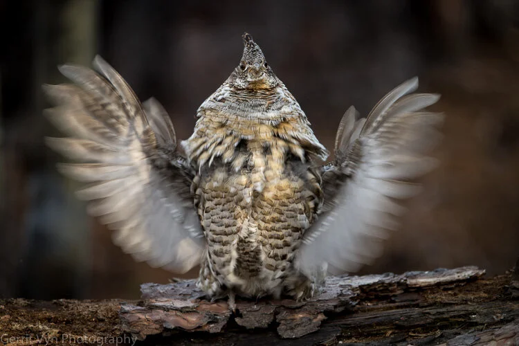 Information Overload with Award Winning Avian Photographer, Gerrit Vyn ...