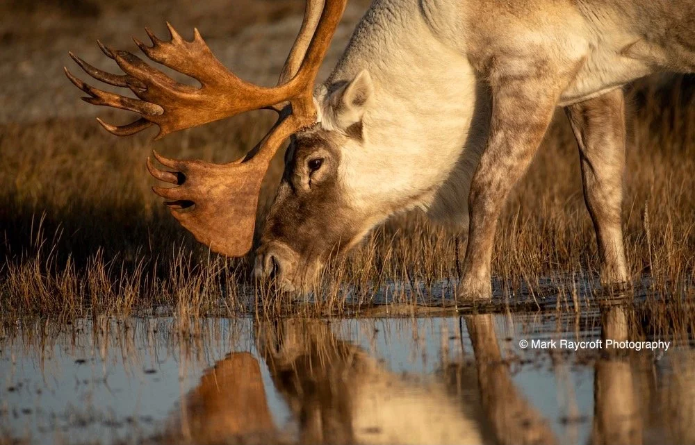 Mark's Journey to the land of Vikings and Caribou — Wild And Exposed ...