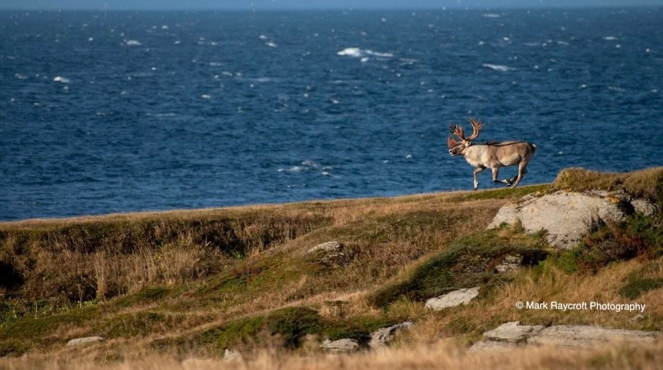 Mark's Journey to the land of Vikings and Caribou — Wild And Exposed ...