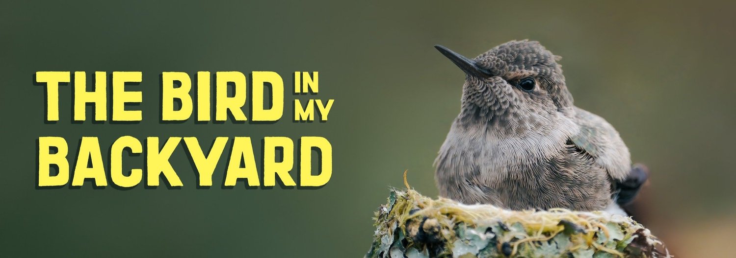 The Bird in My Backyard [Hummingbird Documentary] — Ryan Wilkes