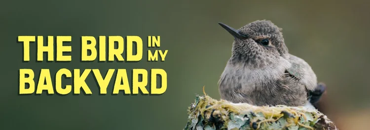 The Bird in My Backyard [Hummingbird Documentary] — Ryan Wilkes