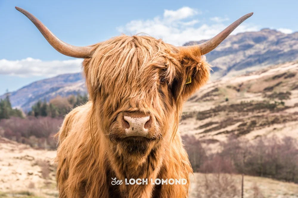 Birds and Wildlife — See Loch Lomond :: What to do in Loch Lomond and ...