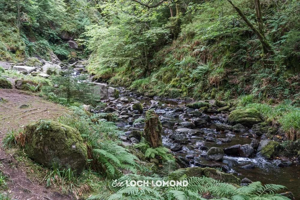 The Lodge Forest Visitor Centre, Aberfoyle — See Loch Lomond :: What to ...