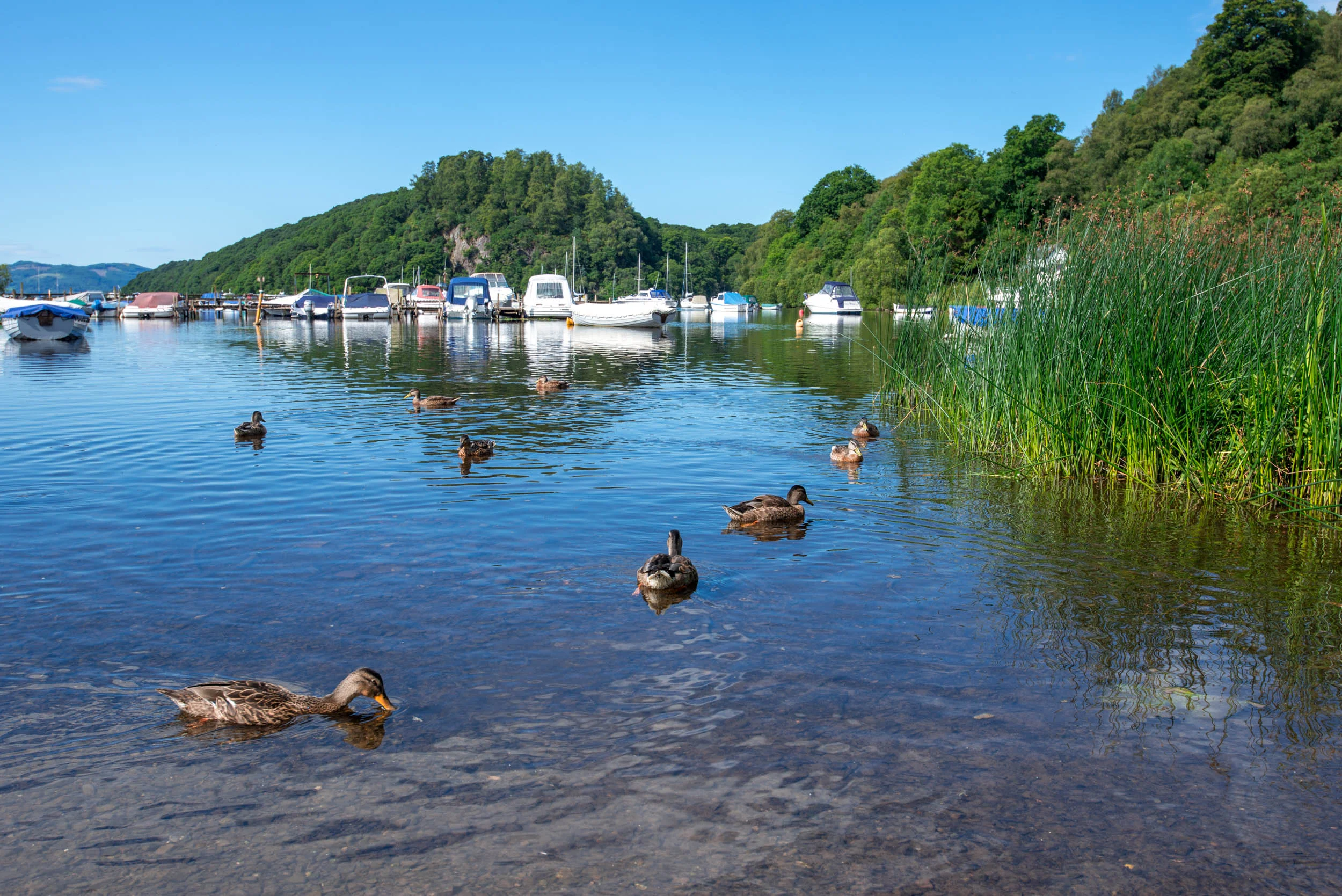 Visit Balmaha Loch Lomond — See Loch Lomond :: What to do in Loch ...
