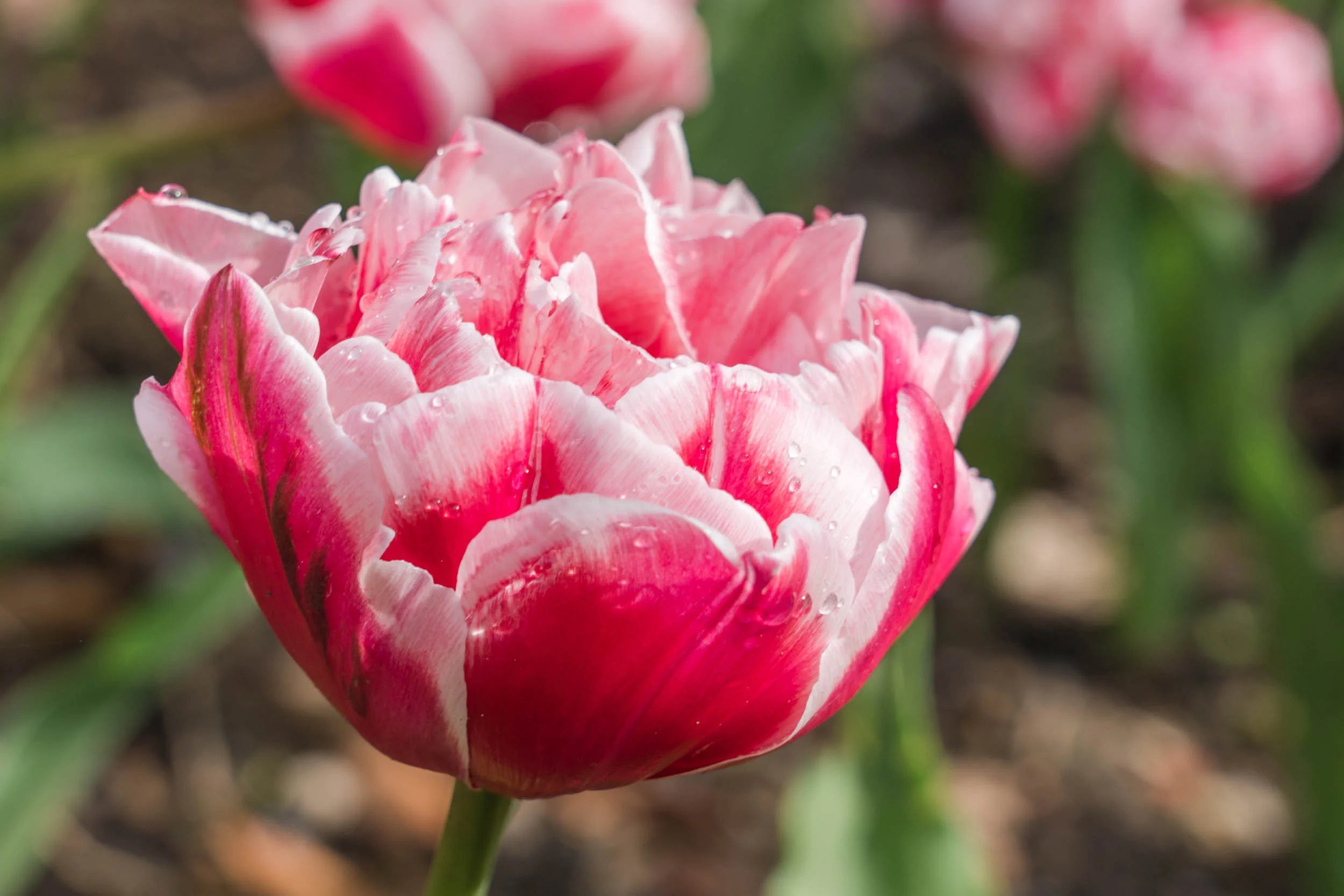 Balloch Castle Country Park, Loch Lomond — See Loch Lomond :: What to ...