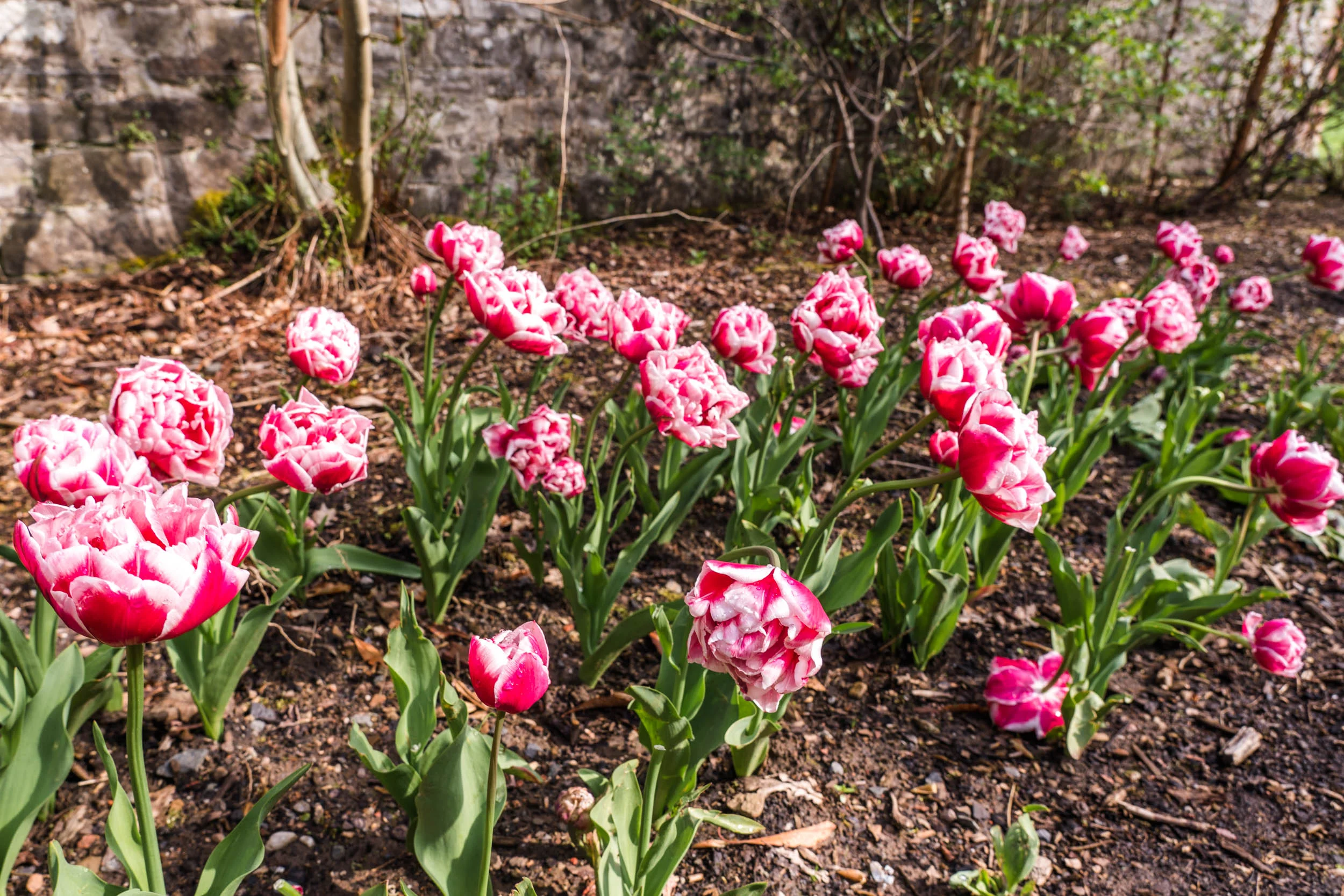 Balloch Castle Country Park, Loch Lomond — See Loch Lomond :: What to ...