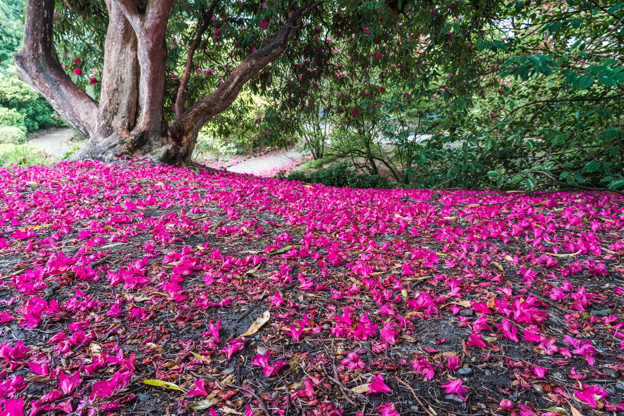 Balloch Castle Country Park, Loch Lomond — See Loch Lomond :: What to ...