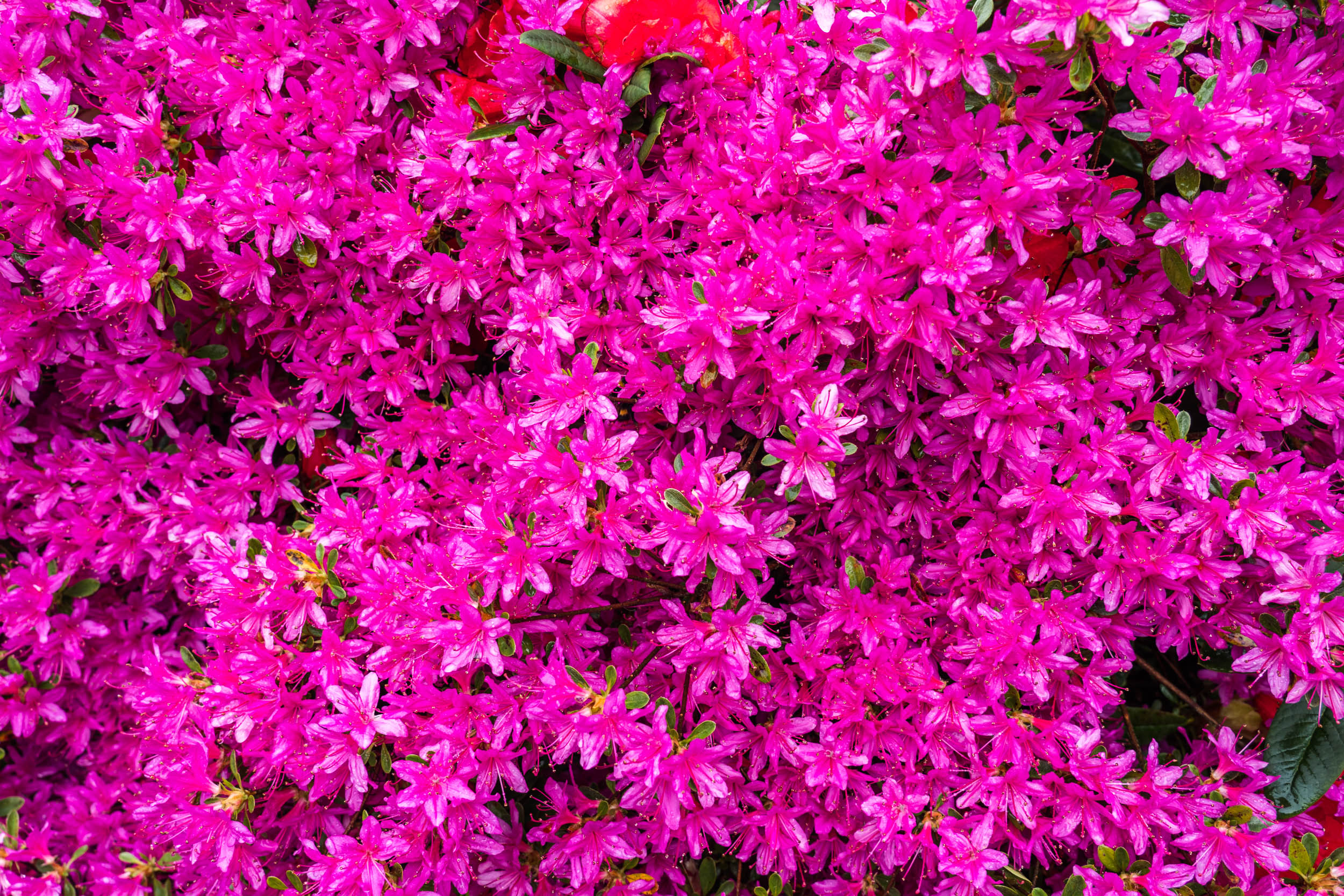 Balloch Castle Country Park, Loch Lomond — See Loch Lomond :: What to ...