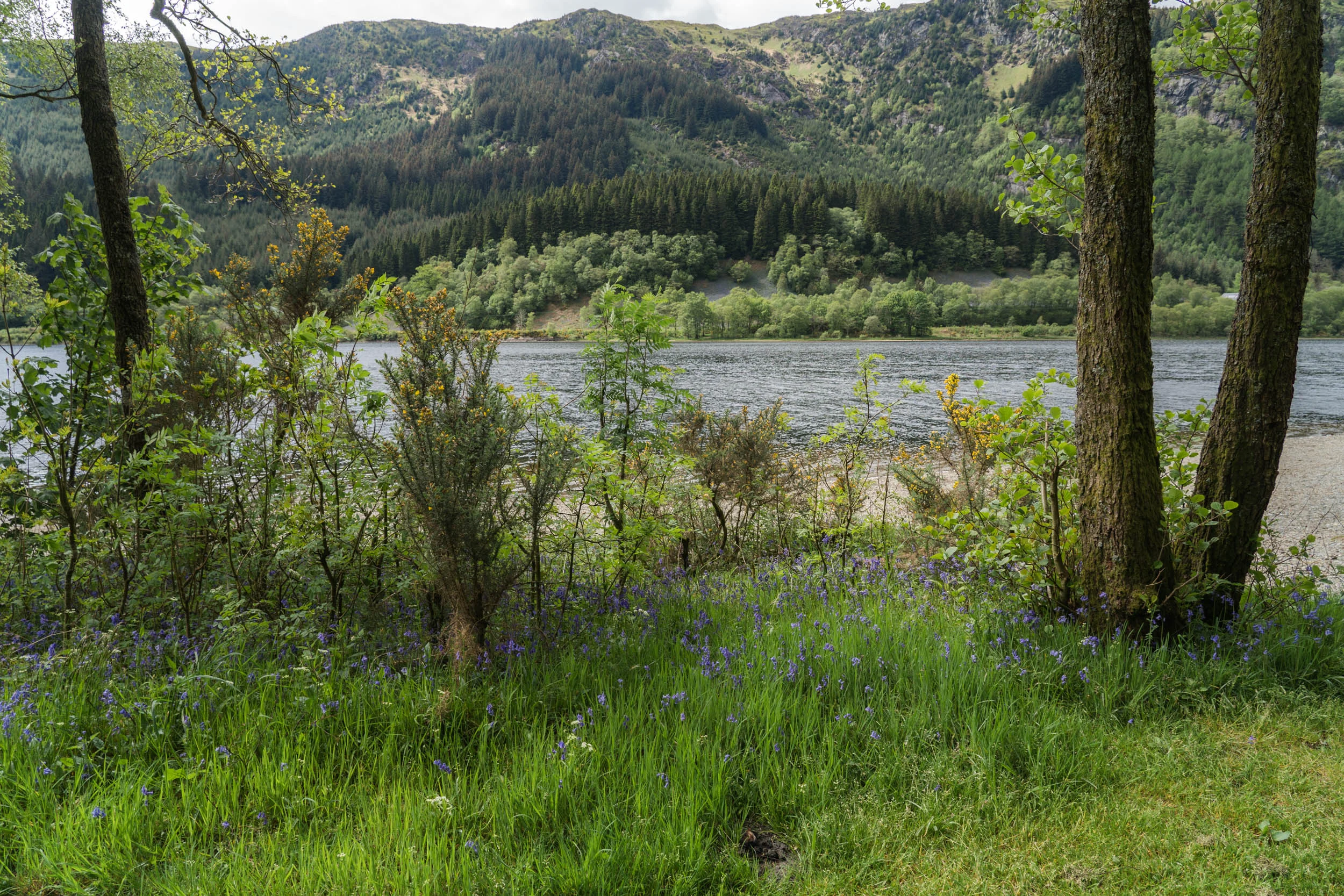 See bluebells in Loch Lomond & Trossachs — See Loch Lomond :: What to ...