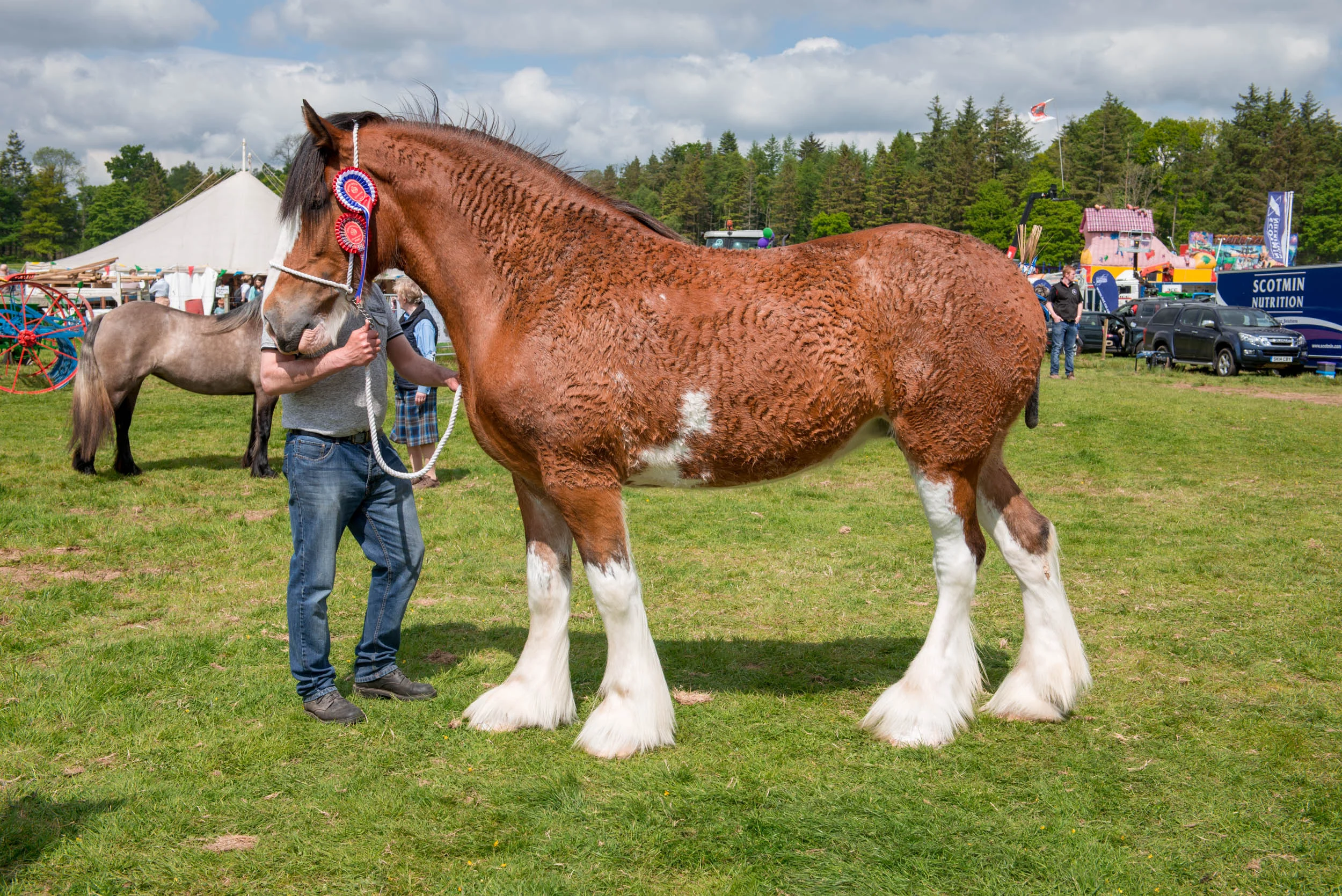 What to see and do at Drymen Show — See Loch Lomond :: What to do in ...