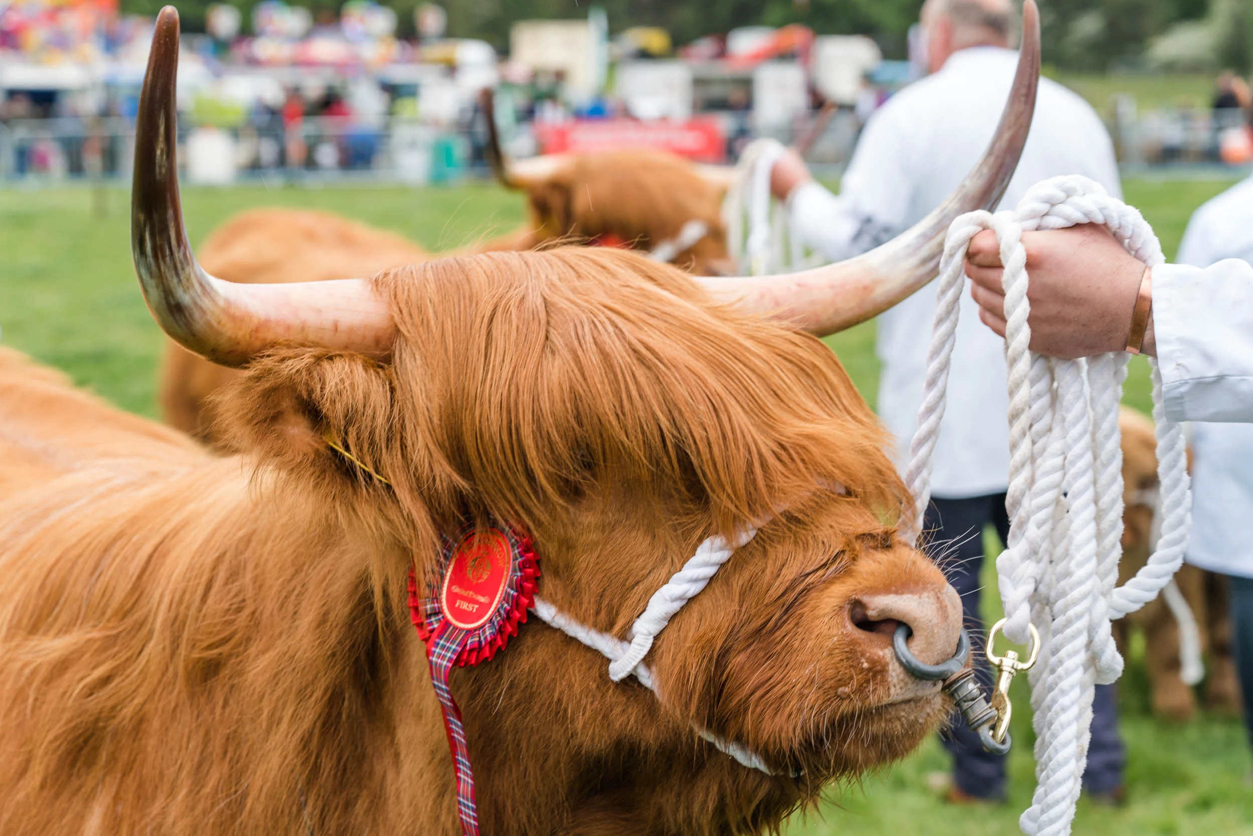 What to see and do at Drymen Show — See Loch Lomond :: What to do in ...
