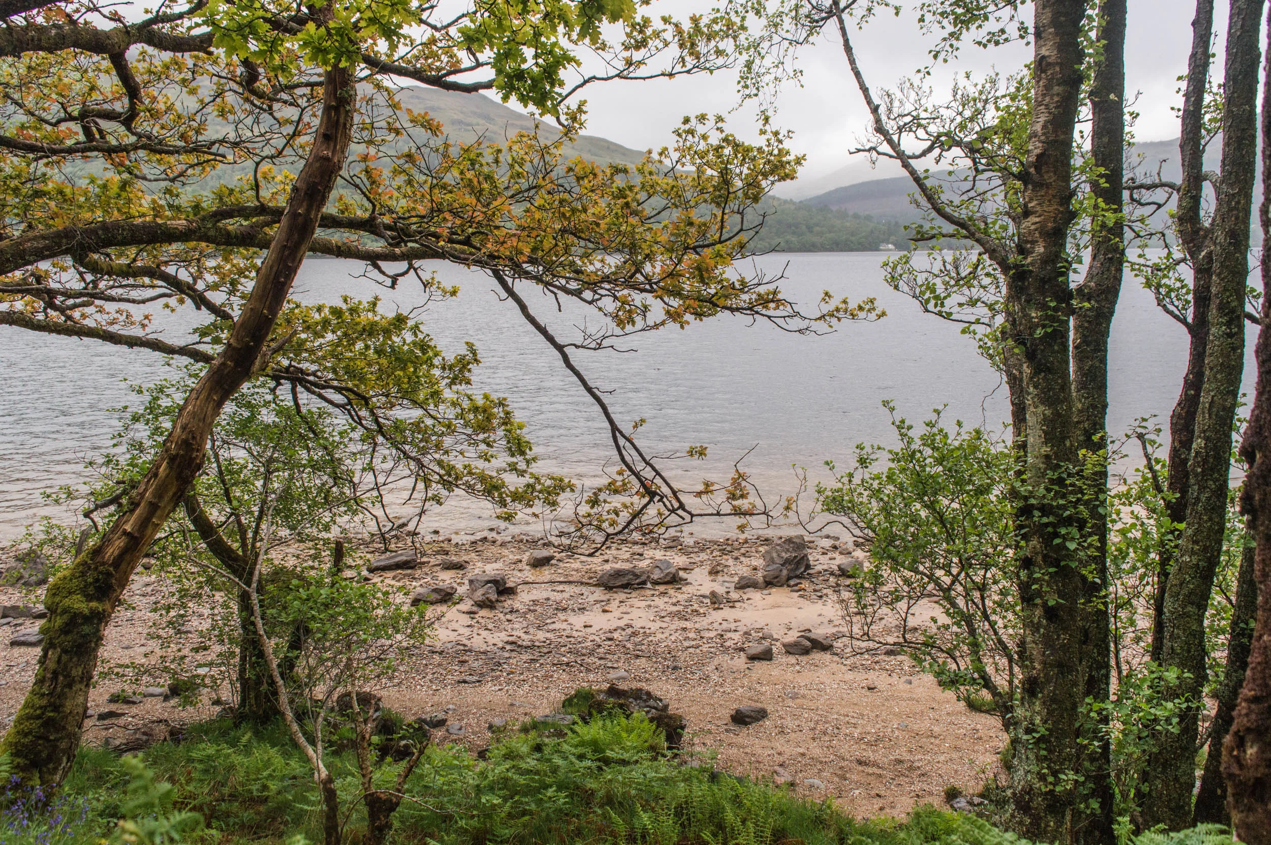 Walking from Rowardennan to Inversnaid — See Loch Lomond :: What to do ...