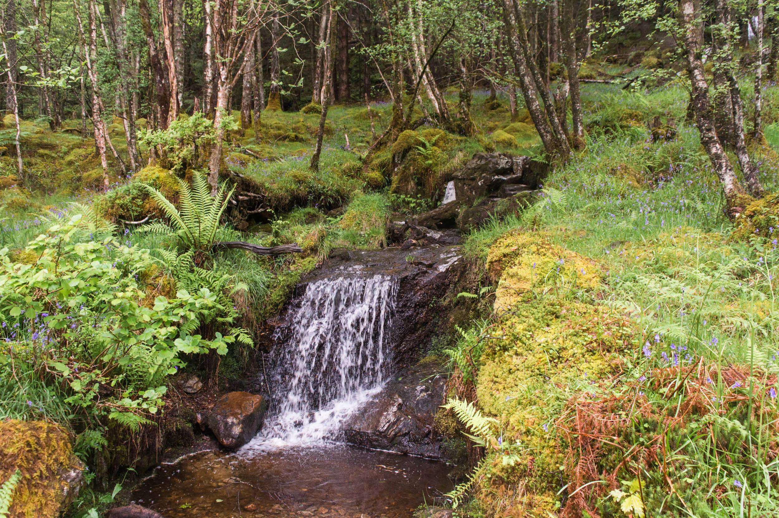 Walking from Rowardennan to Inversnaid — See Loch Lomond